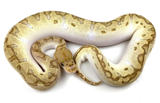 Orange Dream Butter Pinstripe Clown Ball Python by Royal Constrictor Designs