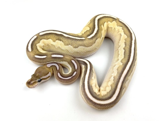 Orange Dream Butter Fire Cinnamon (Poss. Super OD) Ball Python by Royal ...