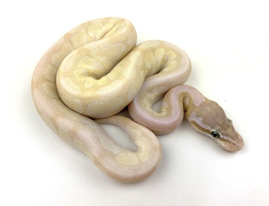Bumblebee Crystal Ball Python by Royal Constrictor Designs