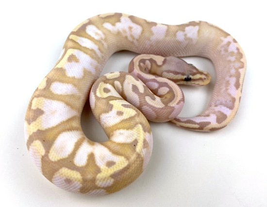 Banana Pastel GHI Calico Ball Python by Royal Constrictor Designs