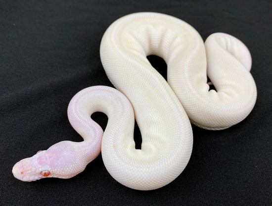Cherry Bomb Ball Python by Royal Constrictor Designs
