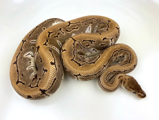 Pinstripe Crypton Breeder Ball Python by Royal Constrictor Designs