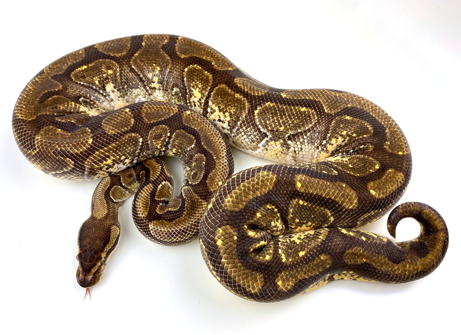 Enchi Breeder Ball Python by Royal Constrictor Designs - MorphMarket