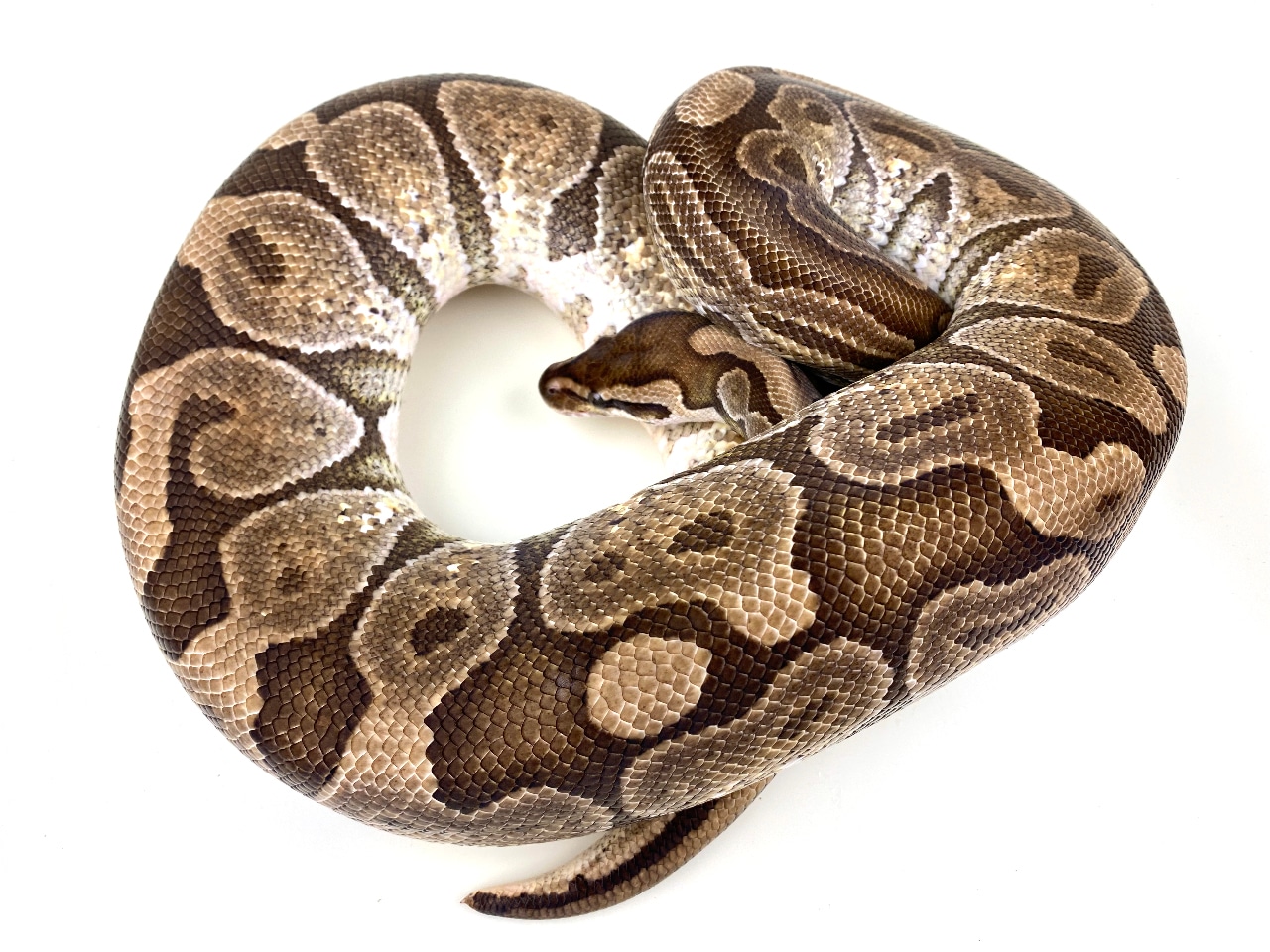 Cinnamon Enchi 100% Het Hypo Breeder Ball Python by Royal Constrictor ...