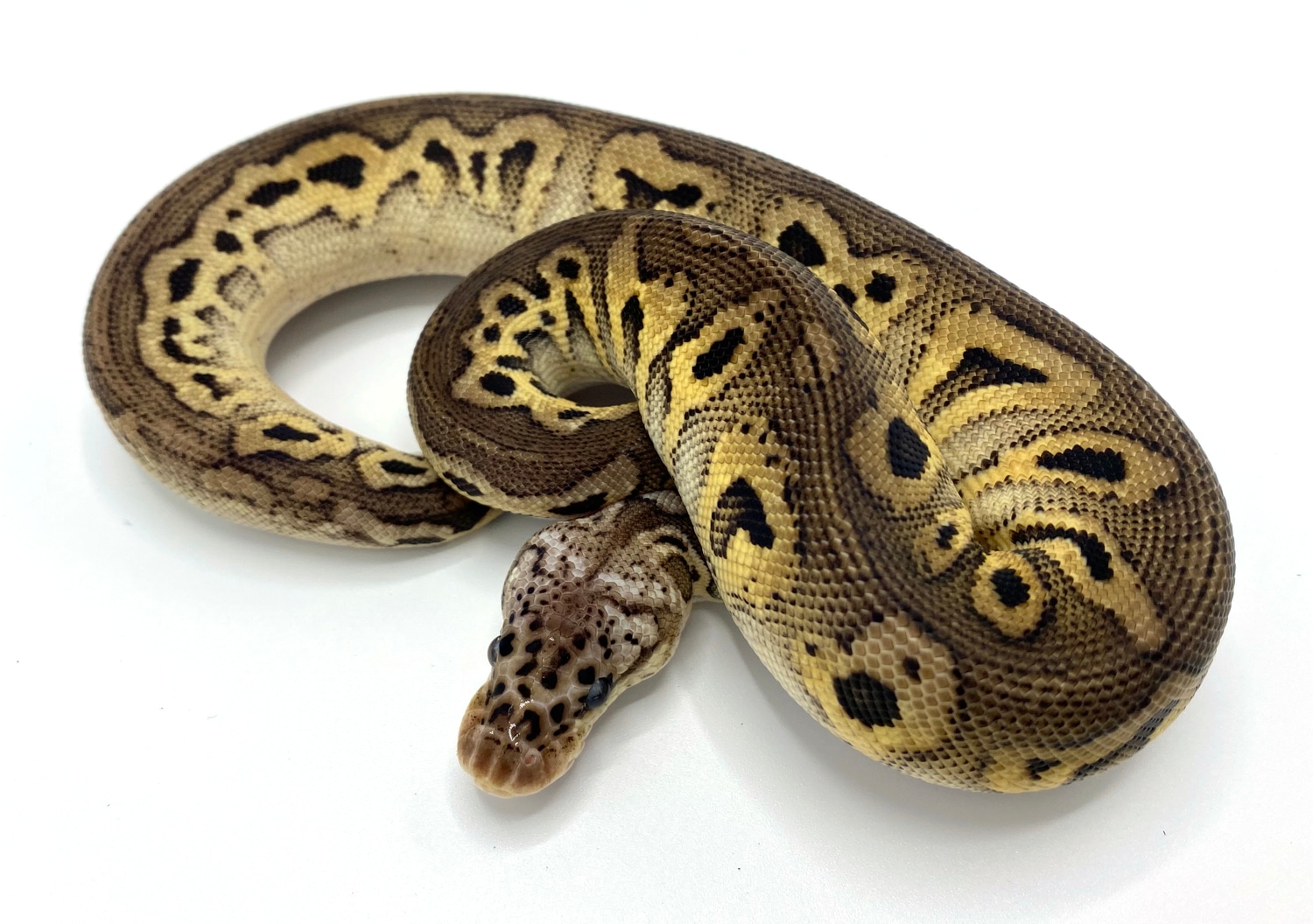 Pewter (Black Pastel) Clown Ball Python by Royal Constrictor Designs ...