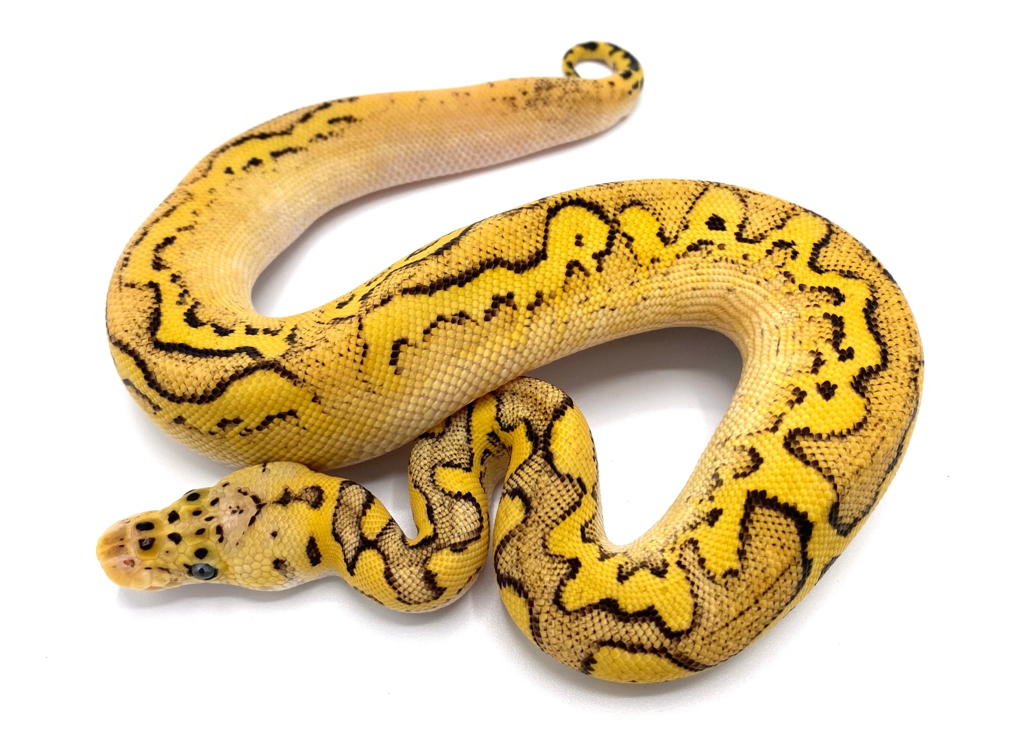 Pastel Calico Yellowbelly Clown Ball Python by Royal Constrictor ...