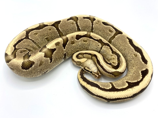 Super Vanilla Ball Python by Royal Constrictor Designs
