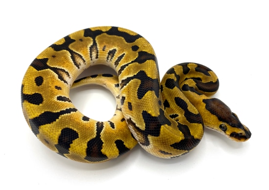 Enchi Crypton Ball Python by Royal Constrictor Designs