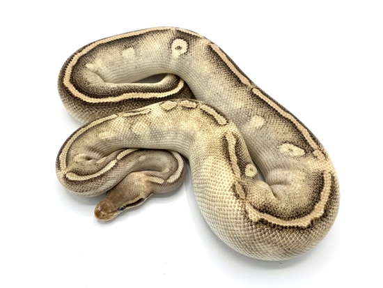 Pastel Super Mystic (Probable Super Pastel) Ball Python by Royal ...