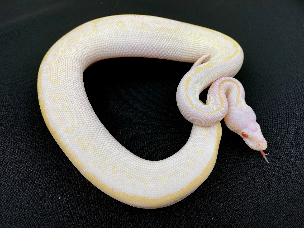 Lavender Albino Super Mystic Ball Python by Royal Constrictor Designs ...