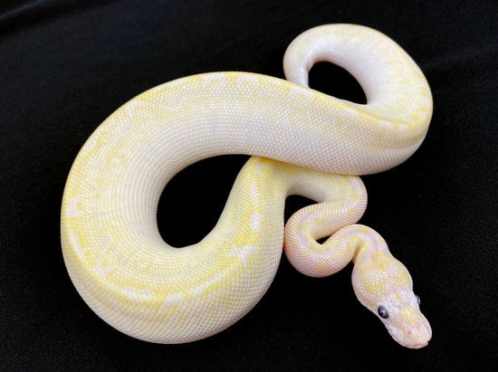 Pastel Bamboo Mystic Ball Python by Royal Constrictor Designs