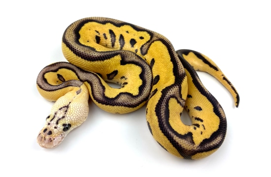 Firefly Leopard Clown Ball Python by Royal Constrictor Designs ...