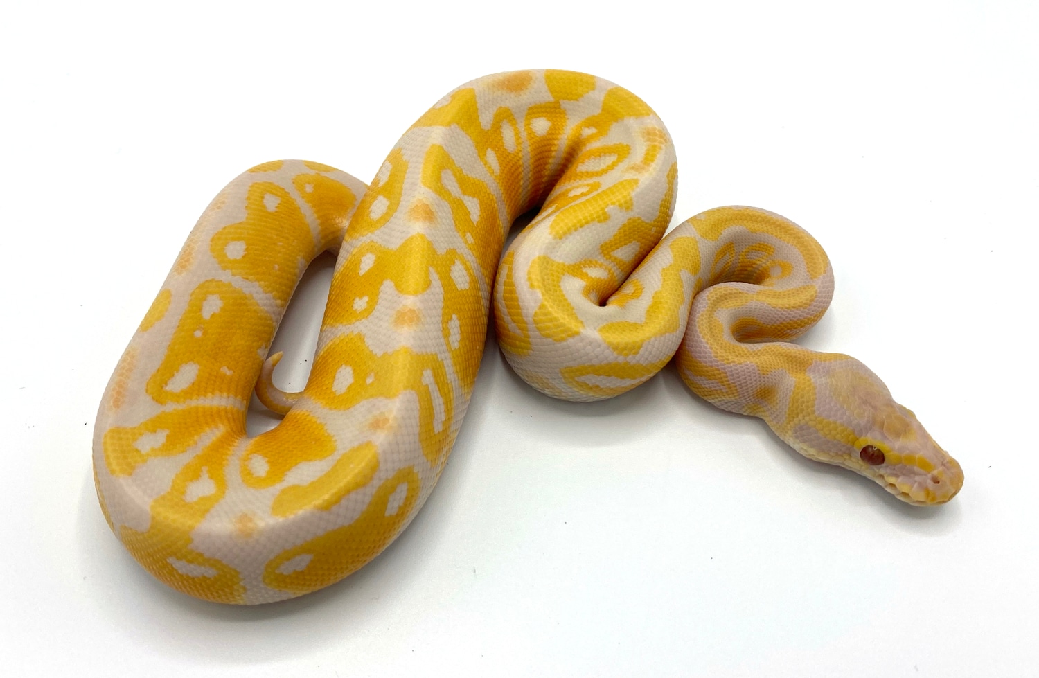 Pastel Lavender Albino Ball Python by Royal Constrictor Designs ...