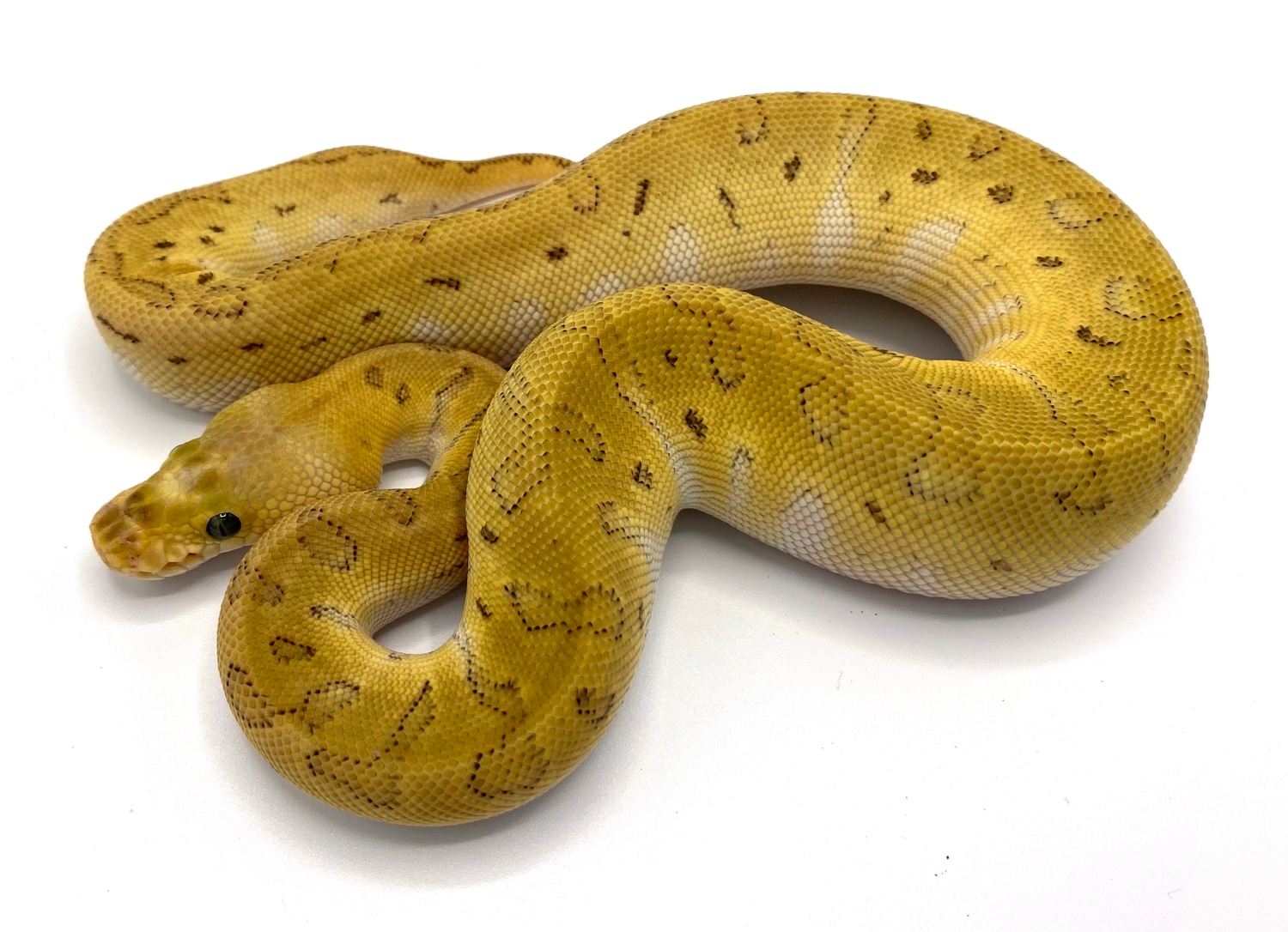 Pastel Jigsaw Clown Ball Python by Royal Constrictor Designs - MorphMarket