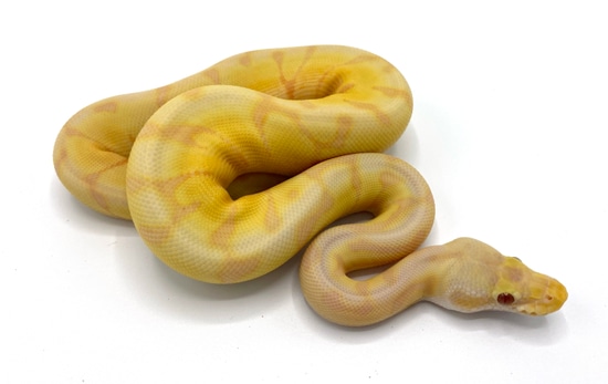 Lavender Enchi Bumblebee Ball Python by Royal Constrictor Designs