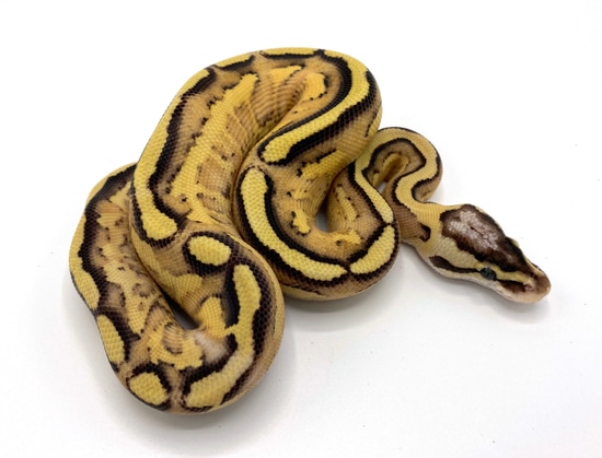 Pastel Superstripe Ball Python by Royal Constrictor Designs