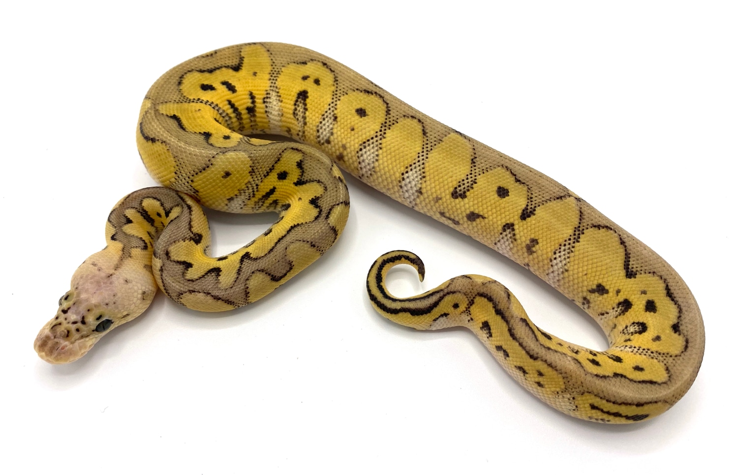 Killer Clown Ball Python by Royal Constrictor Designs - MorphMarket