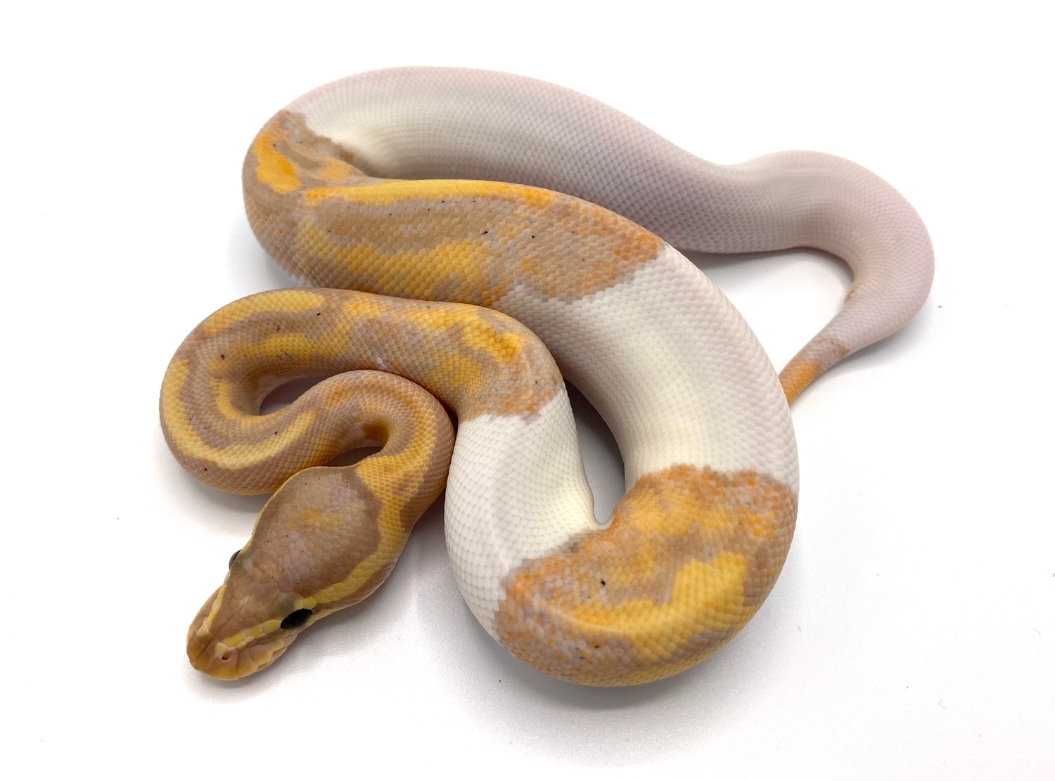 Coral Glow Pied Ball Python by Royal Constrictor Designs - MorphMarket