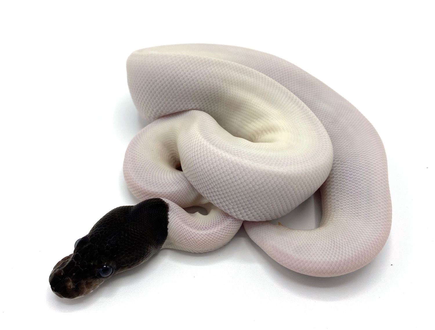 Panda Pied Ball Python by Royal Constrictor Designs - MorphMarket