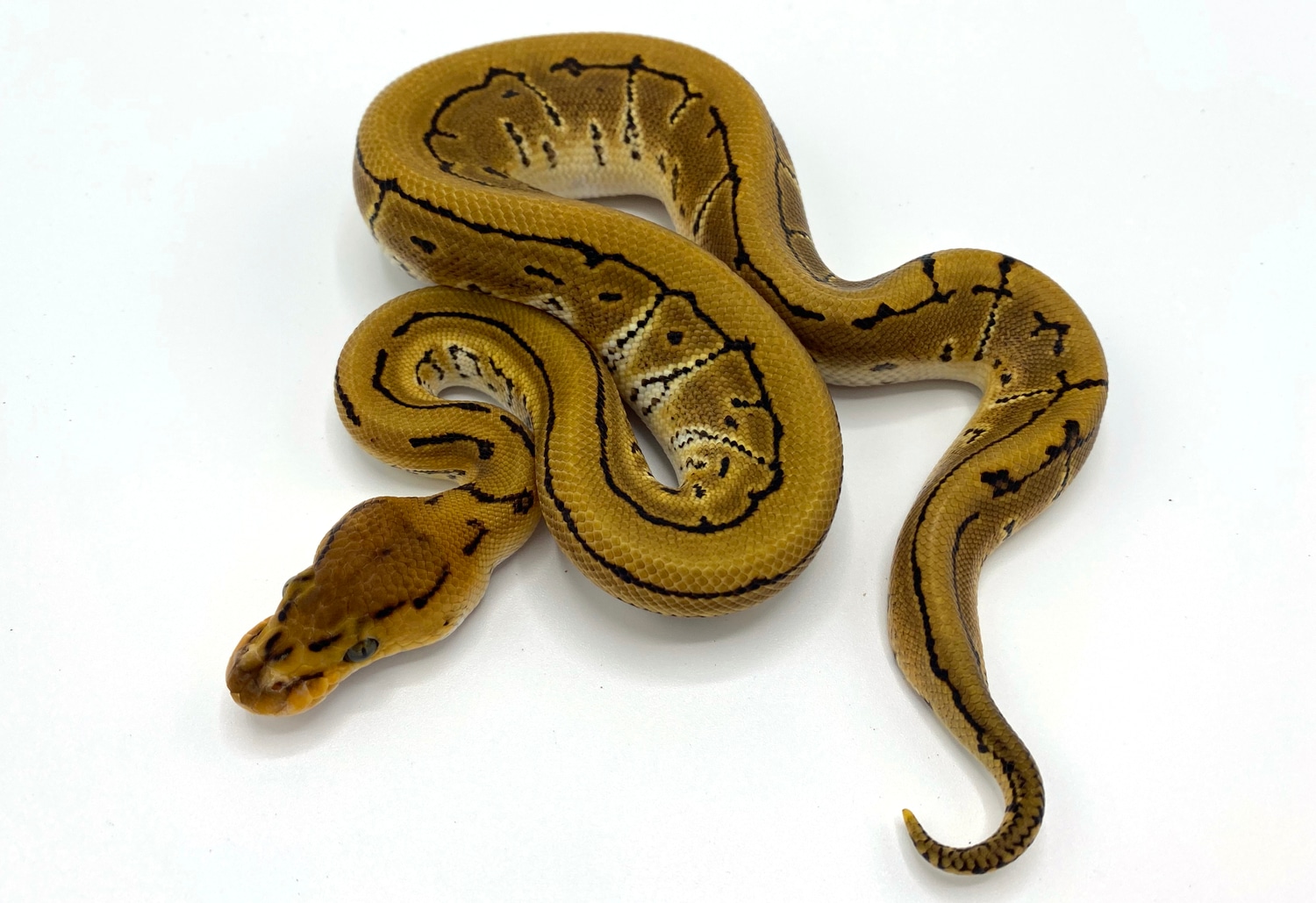 Crypton Pinstripe Ball Python by Royal Constrictor Designs - MorphMarket