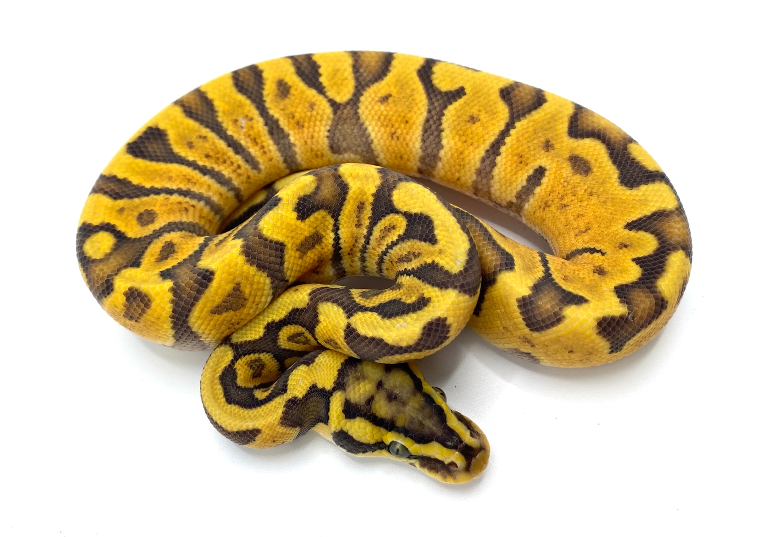 Hypo GHI Pastel Enchi Ball Python by Royal Constrictor Designs ...