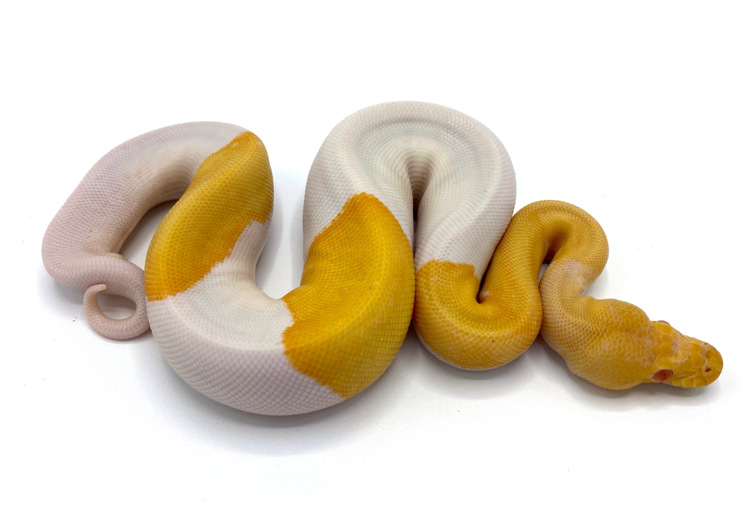 Pinstripe Albino Pied Ball Python by Royal Constrictor Designs ...
