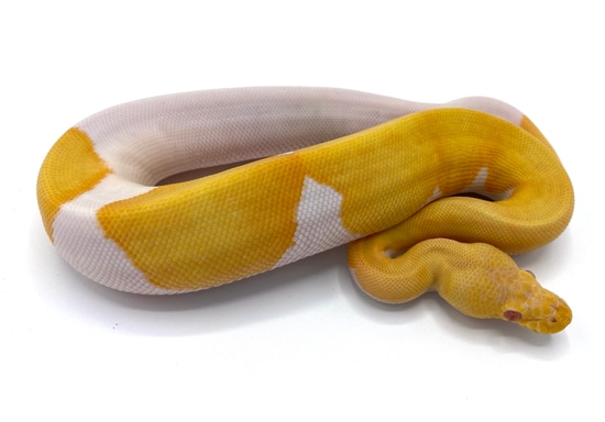 Pinstripe Albino Pied Ball Python by Royal Constrictor Designs