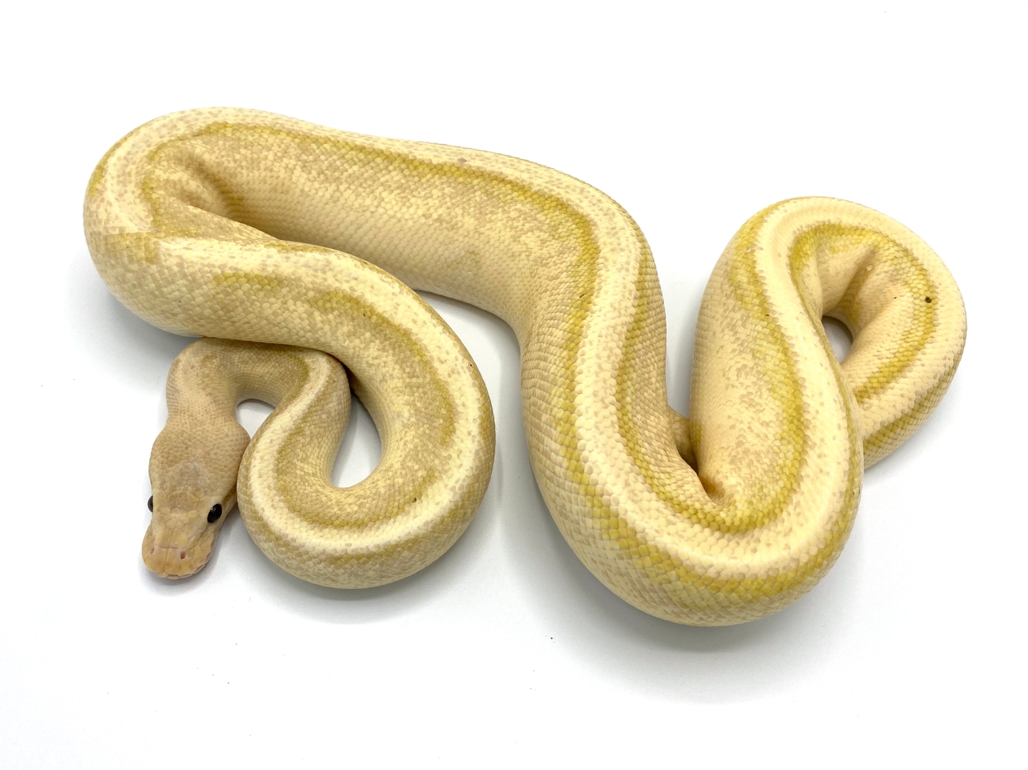 Orange Dream Fire Banana Genetic Stripe Ball Python by Royal ...