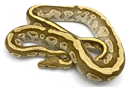 Butter Fire Breeder Ball Python by Royal Constrictor Designs