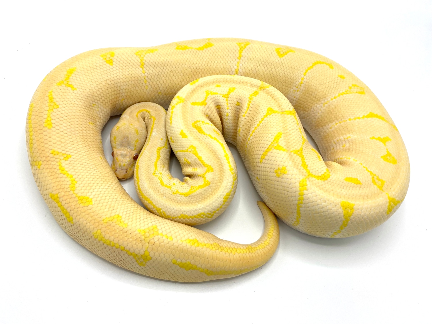 Albino Pinstripe Breeder Ball Python by Royal Constrictor Designs ...