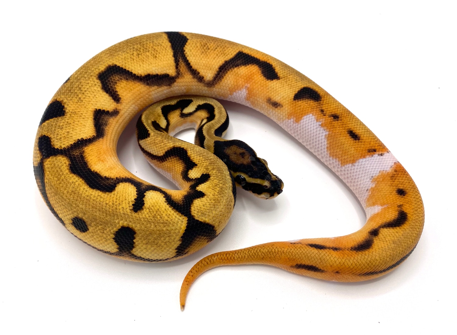 Super Orange Dream Pied Ball Python by Royal Constrictor Designs ...