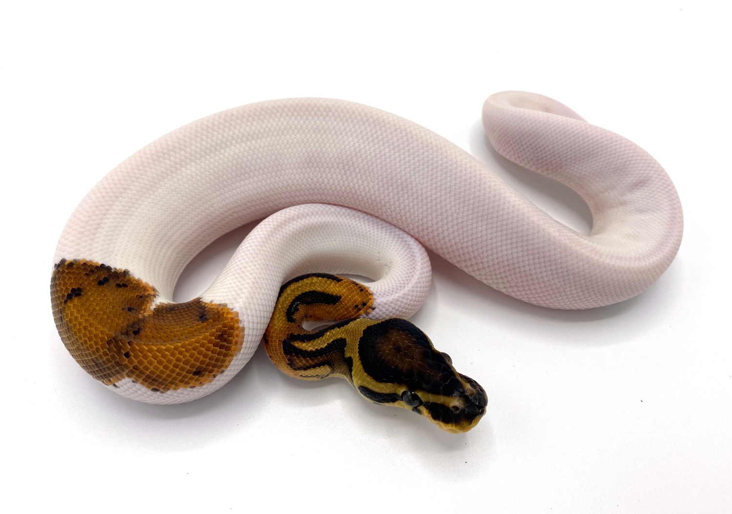 Pied 100% Het Clown Ball Python by Royal Constrictor Designs - MorphMarket