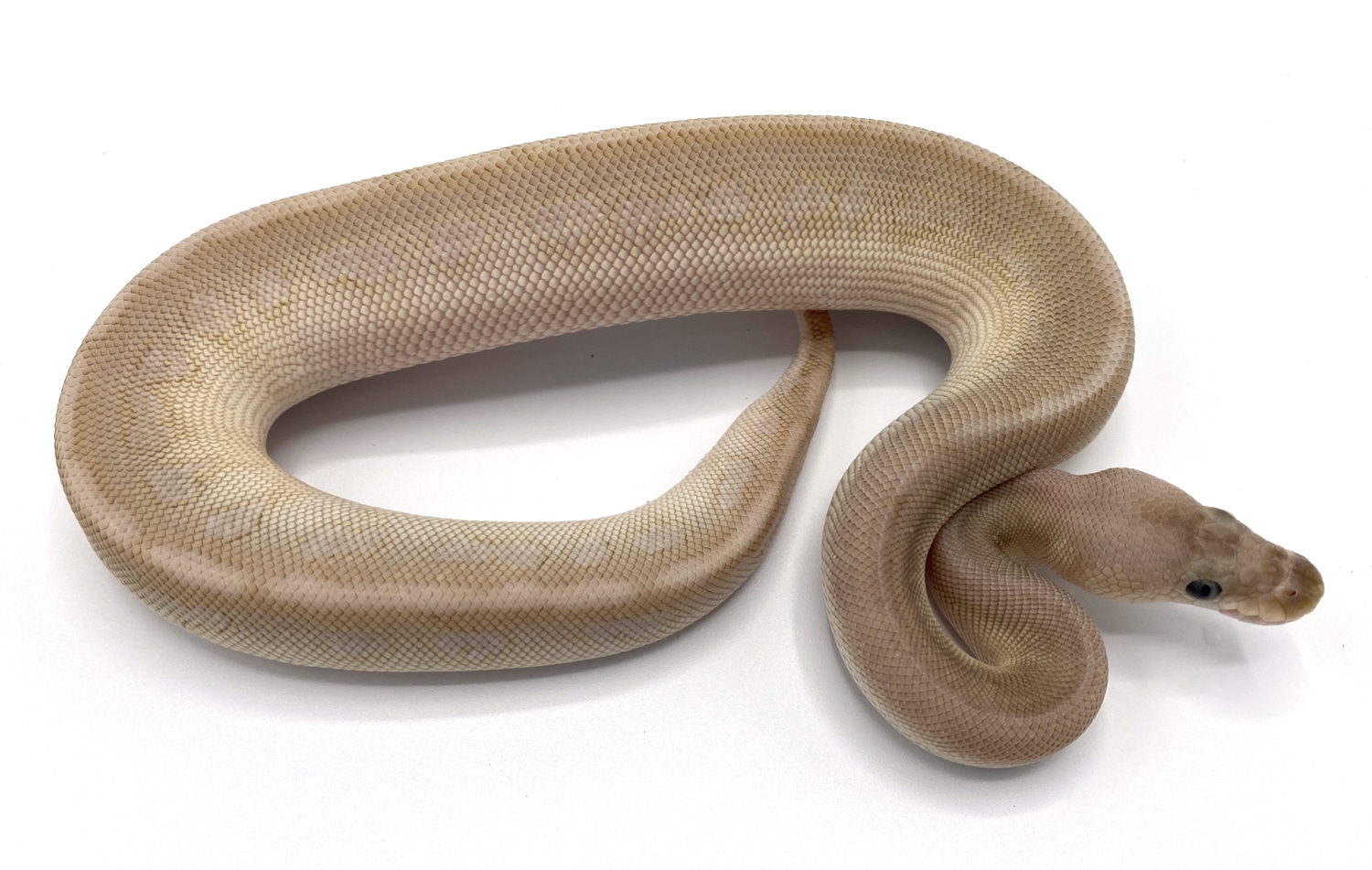 Mahogany Soul Sucker Clown Ball Python by Royal Constrictor Designs ...