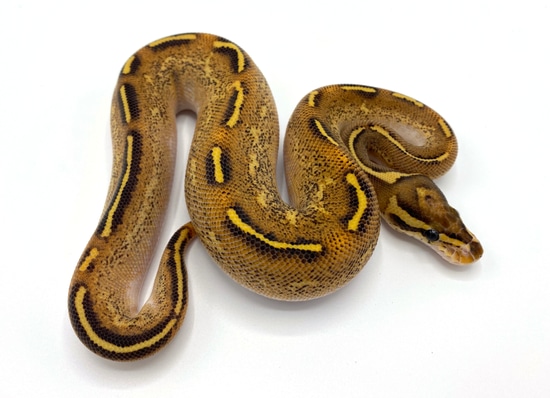 Fire Freeway Ball Python by Royal Constrictor Designs