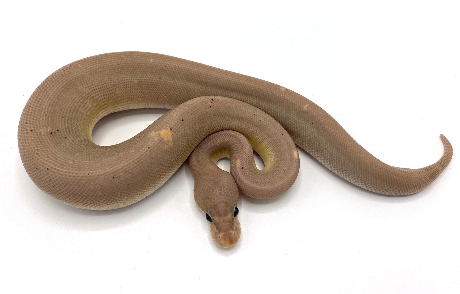 Banana Super Cinnamon Ball Python by Royal Constrictor Designs ...