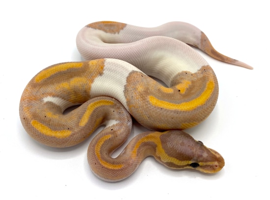 Coral Glow Pied Ball Python by Royal Constrictor Designs