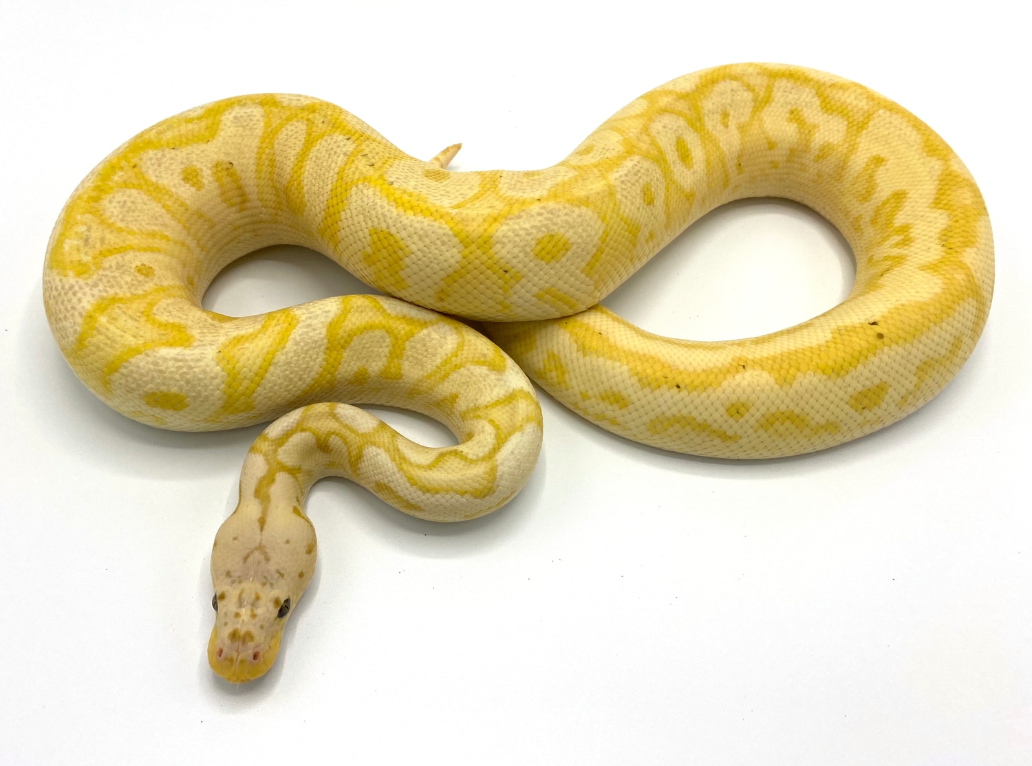 Pastel Banana Calico Yellowbelly Clown Breeder Ball Python by Royal ...