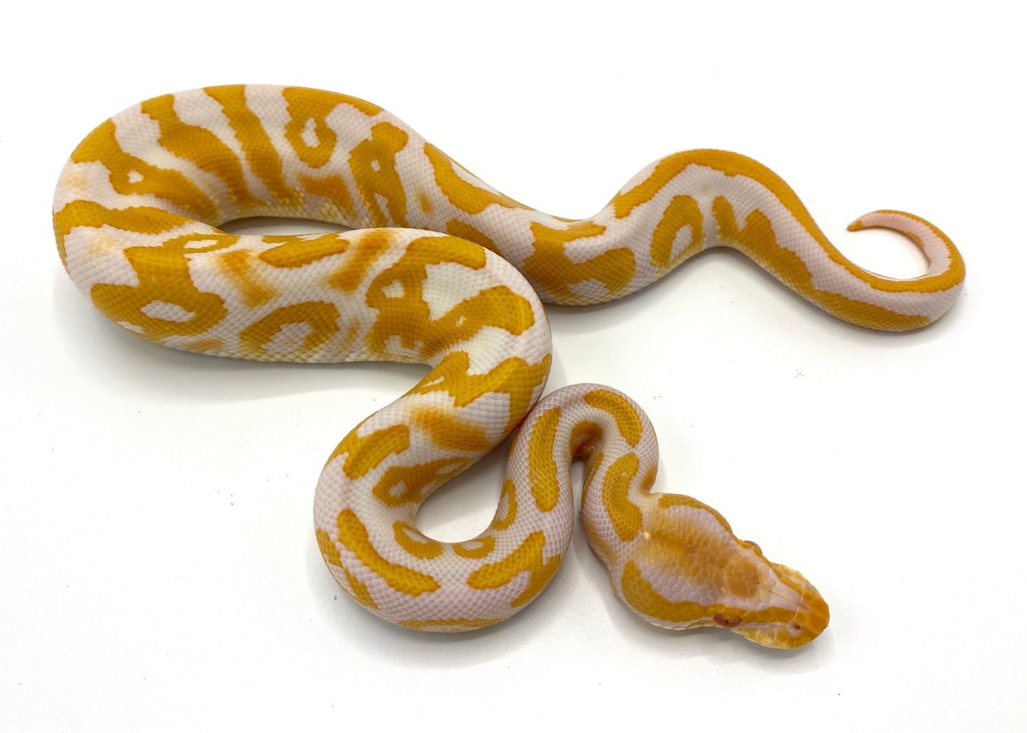 Albino Leopard Ball Python by Royal Constrictor Designs - MorphMarket