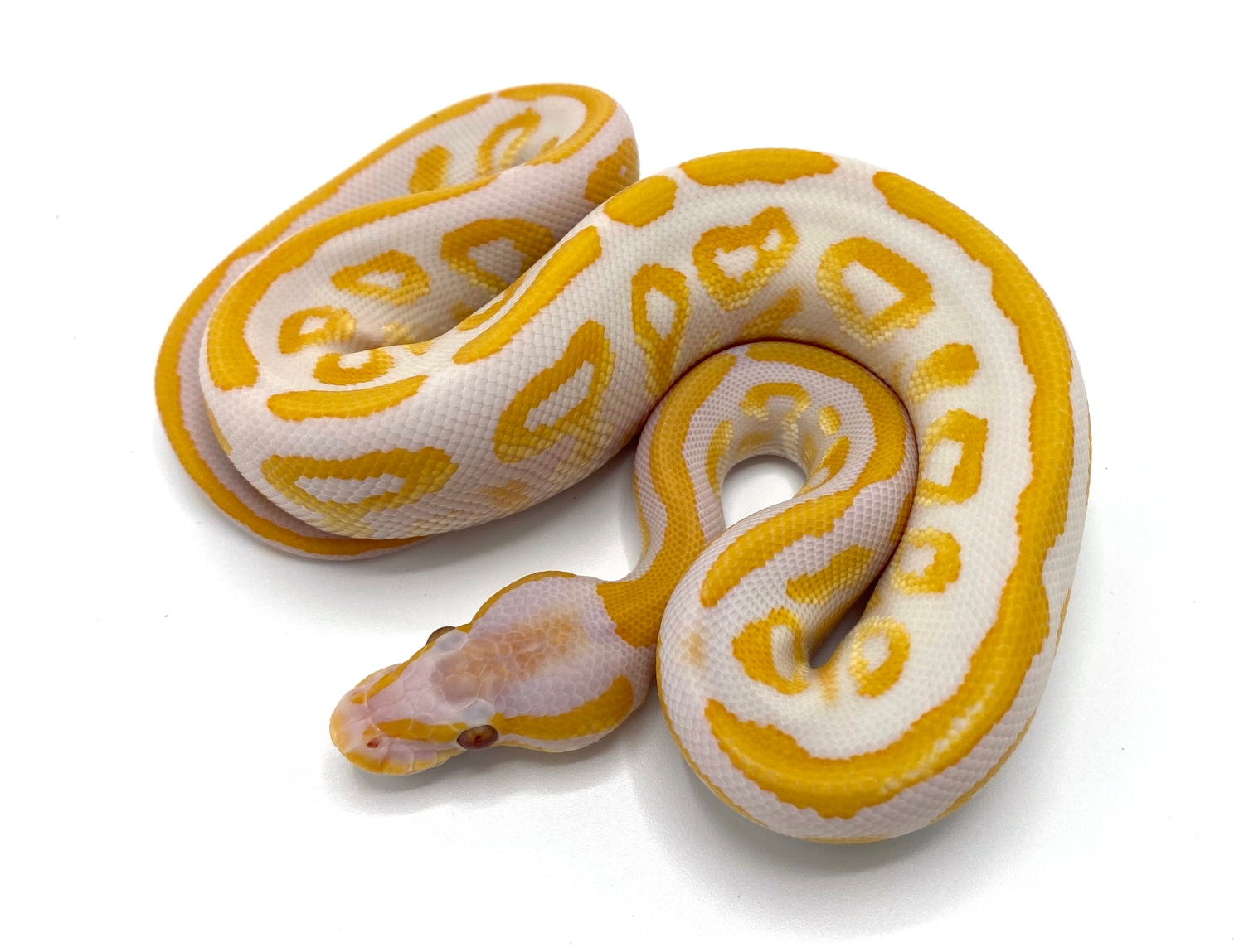 Lavender Albino Mystic 100% Het Clown Ball Python by Royal Constrictor ...