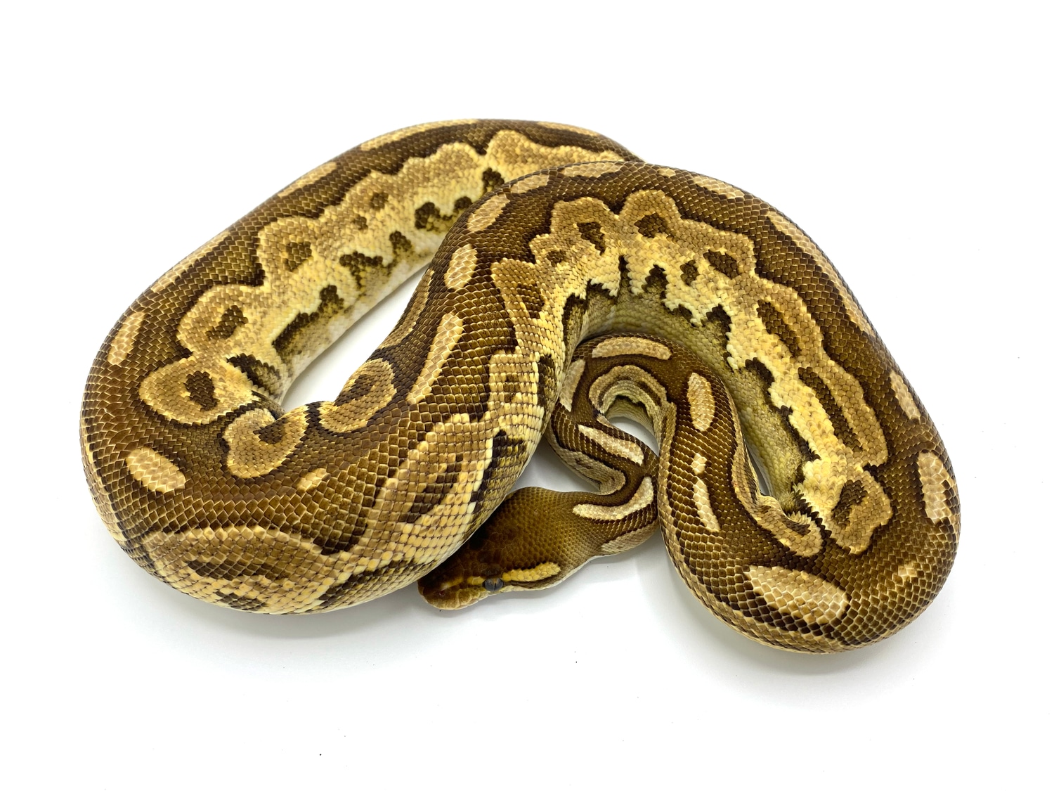 Orange Dream Cinnamon Bongo Ball Python by Royal Constrictor Designs ...