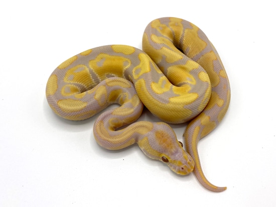 Toffino Ball Python by Royal Constrictor Designs