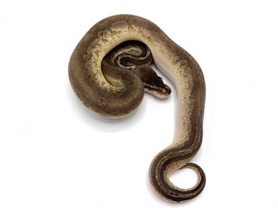 Bongo Pewter (Black Pastel) 100% Het Clown Ball Python by Royal ...