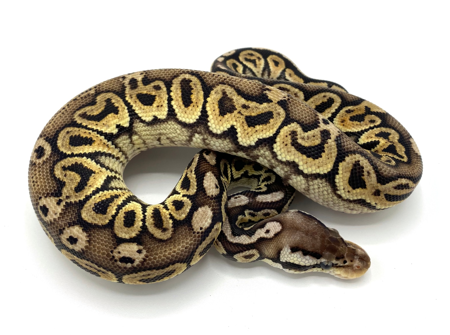 Pewter (Black Pastel) 100% Double Het Clown And Albino Or Toffee Ball ...