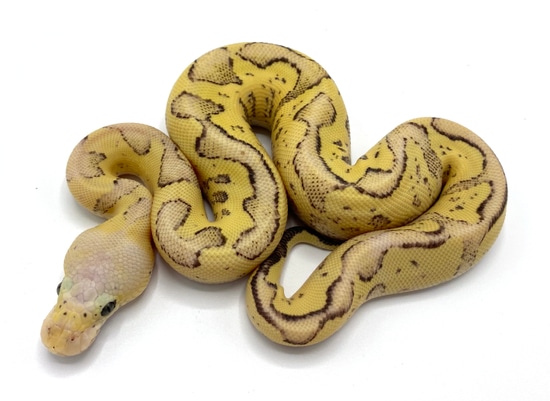 Vanilla Scream Clown Ball Python by Royal Constrictor Designs
