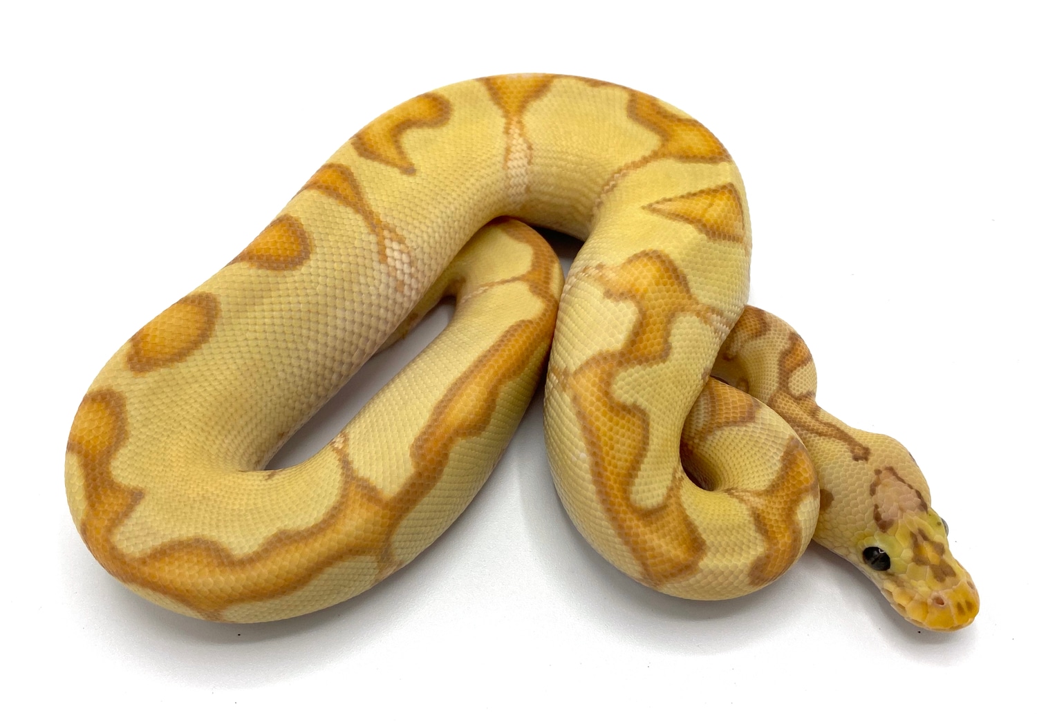 Banana Pastel Enchi Clown Ball Python by Royal Constrictor Designs ...