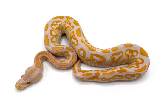Black Pastel Lavender Albino 100% Het Clown Ball Python by Royal ...