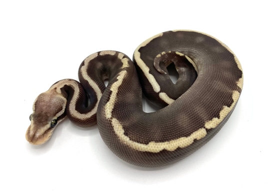 Super GHI Mojave Ball Python by Royal Constrictor Designs