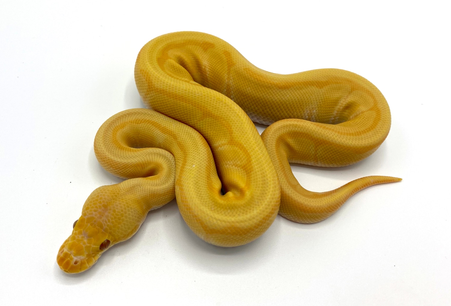 Toffino Enchi Pinstripe Ball Python by Royal Constrictor Designs ...