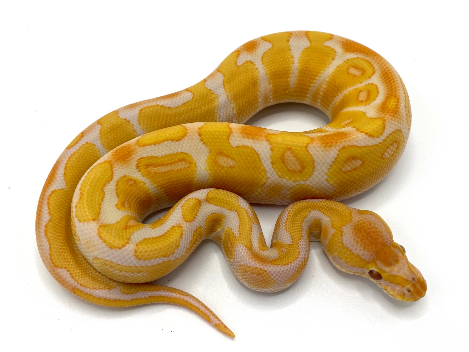 Lavender Albino Enchi Ball Python by Royal Constrictor Designs ...