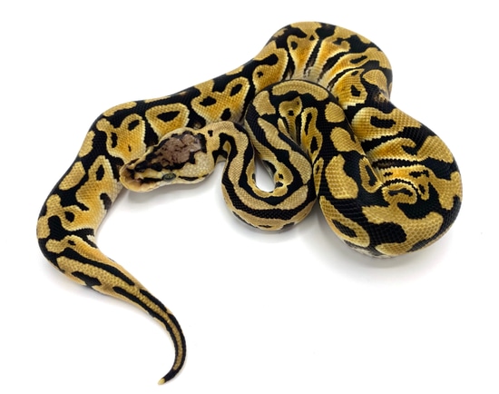Pastel Crypton Or Cryptic Ball Python by Royal Constrictor Designs